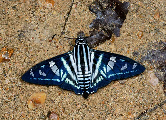 Butterfly Families and Subfamilies - Learn Butterflies