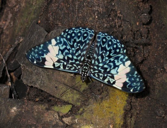 Red Cracker - Learn Butterflies
