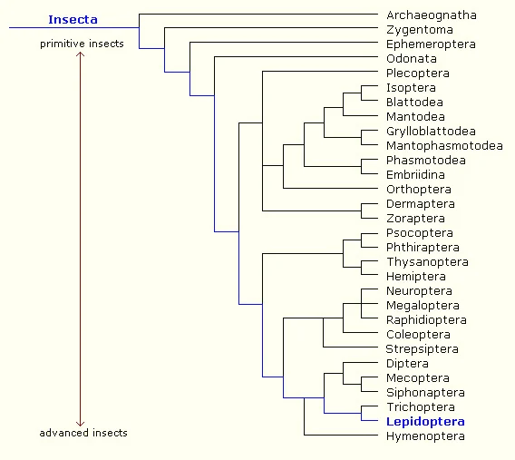 Lepidoptera and the Evolutionary table - Learn Butterflies