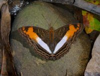 Butterfly Families and Subfamilies - Learn Butterflies