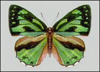 Butterfly Families and Subfamilies - Learn Butterflies