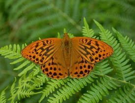 How did the word butterfly originate ? - Learn Butterflies