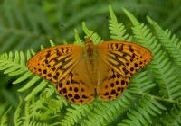 Butterfly Families and Subfamilies - Learn Butterflies